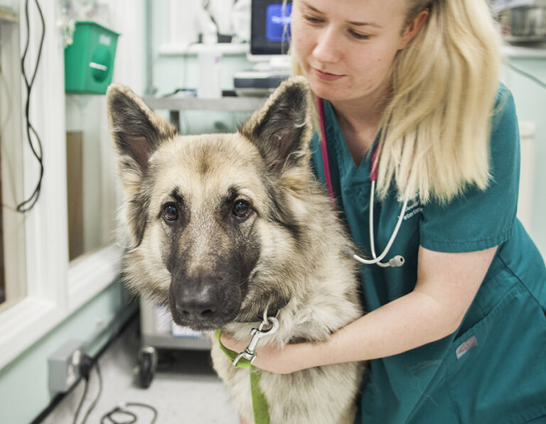 Facilities - London Vet Clinic : London Vet Clinic