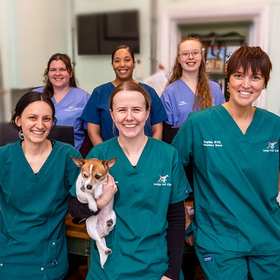 Vets In London | Vets In West London | London Vet Clinic